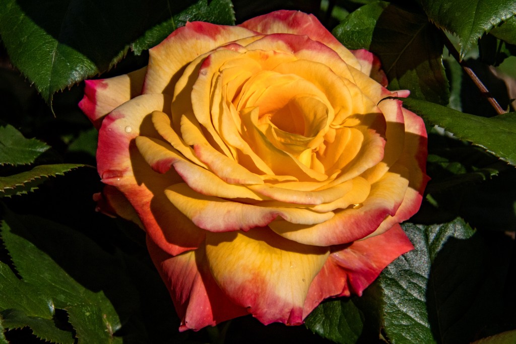 Pittock Mansion and the Oregon Rose Garden - John Carr Outdoors