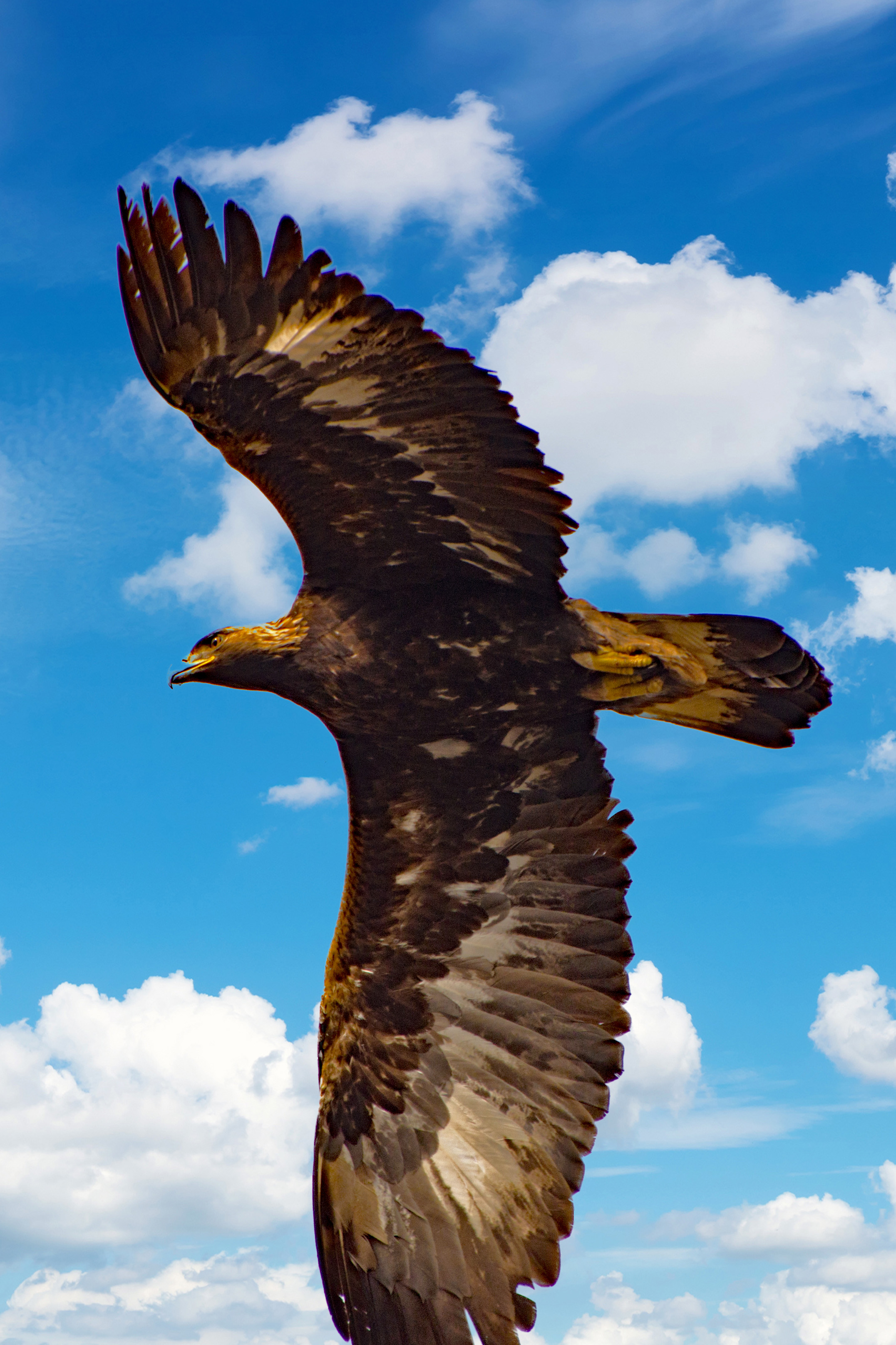 Springtime on Stacker Butte with Golden Eagles and More - John Carr ...